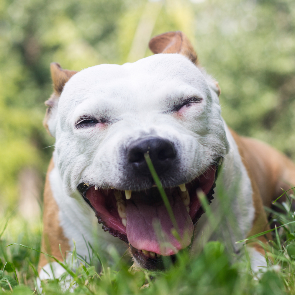 Kennel Cough in Dogs: What That Honking Cough Actually Means – Tails 'N ...